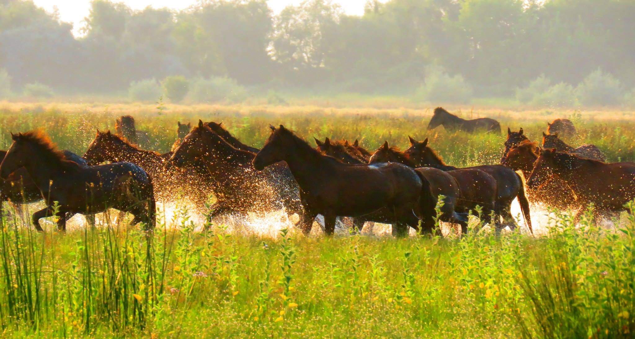DELTA DUNĂRII: Și caii crescuți în libertate suferă din cauza caniculei ...