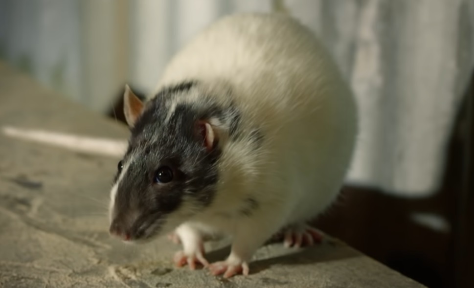 ROMA: Invazie de şobolani la Colosseum - Radio Vacanța