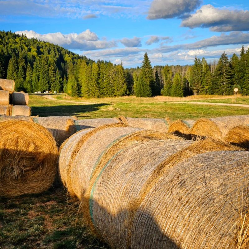 Labirint din baloţi de fân, la Lacul Sfânta Ana - Radio Vacanța