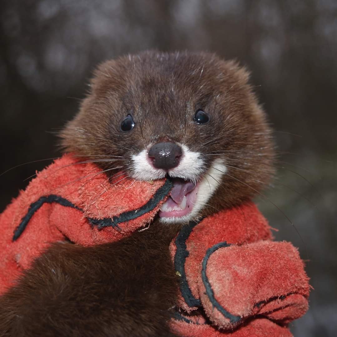 Delta Dunării nu este doar paradisul păsărilor. Nurca europeană, unul ...
