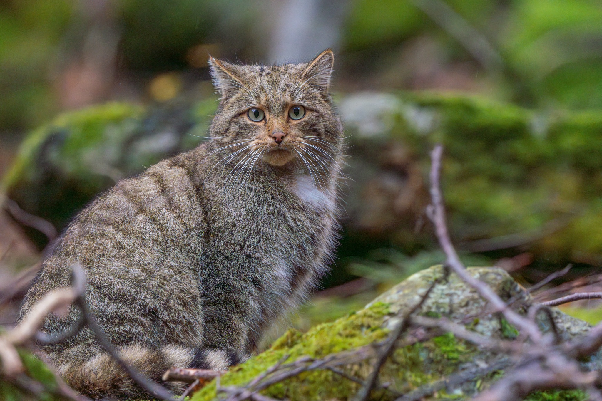 Pisică sălbatică, fotografiată în Parcul Naţional Retezat - Radio Vacanța