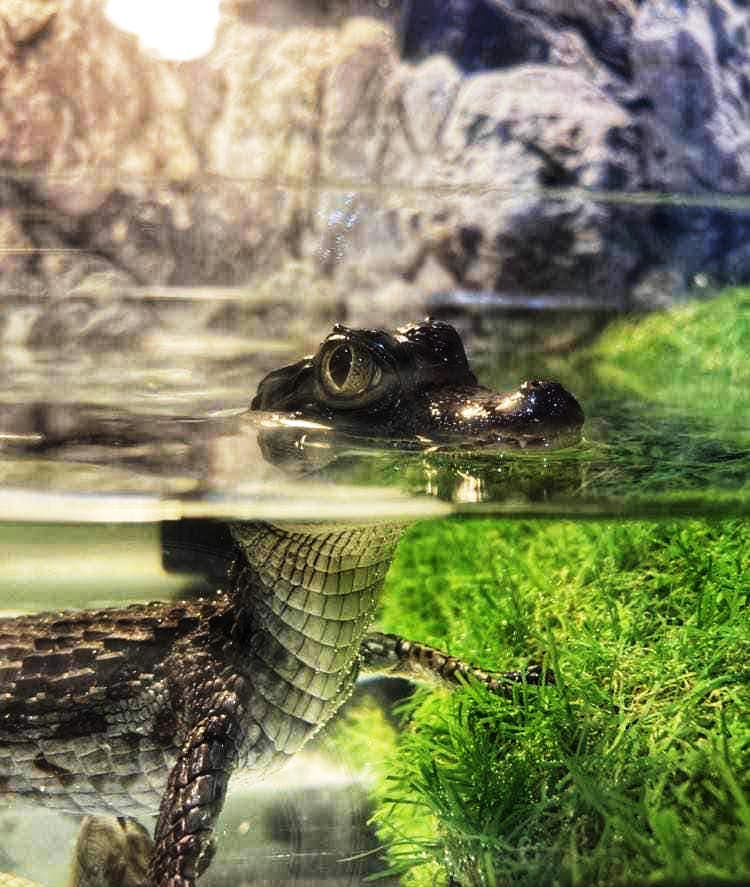 Caimanul Poncho, vedeta expoziției de la Complexul Muzeal Arad - Radio ...