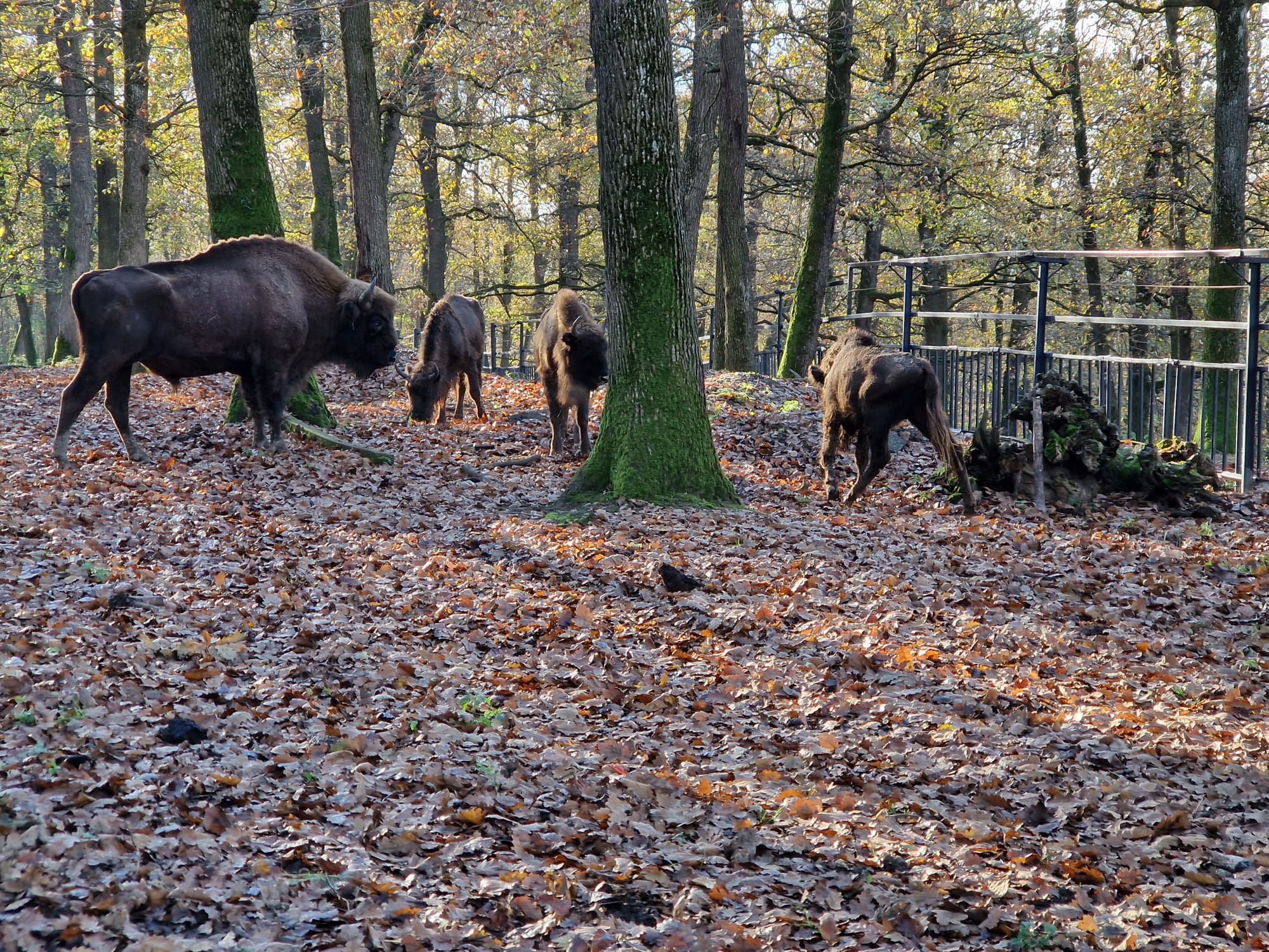 Noi exemplare de zimbru, la Zoo Târgu Mureș - Radio Vacanța