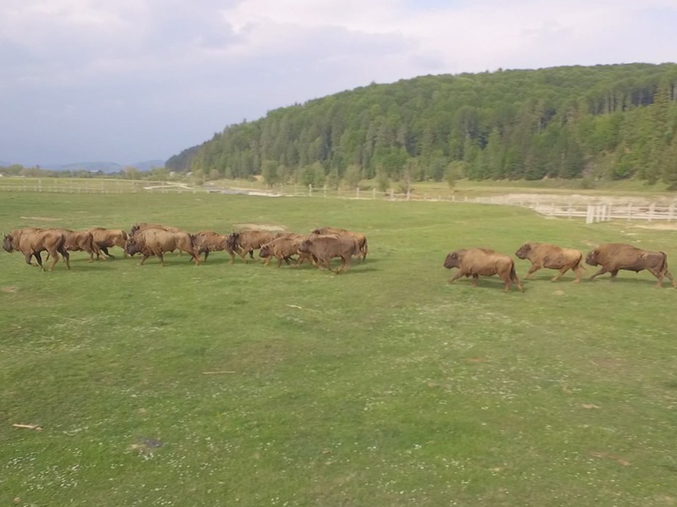 Ziua porților deschise, la Rezervația de zimbri Vama Buzăului - Radio ...