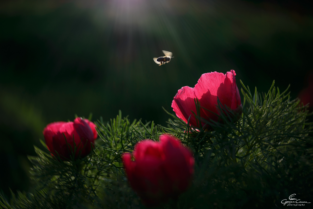 Au înflorit primii bujori în rezervația de la Zau de Câmpie - Radio Vacanța