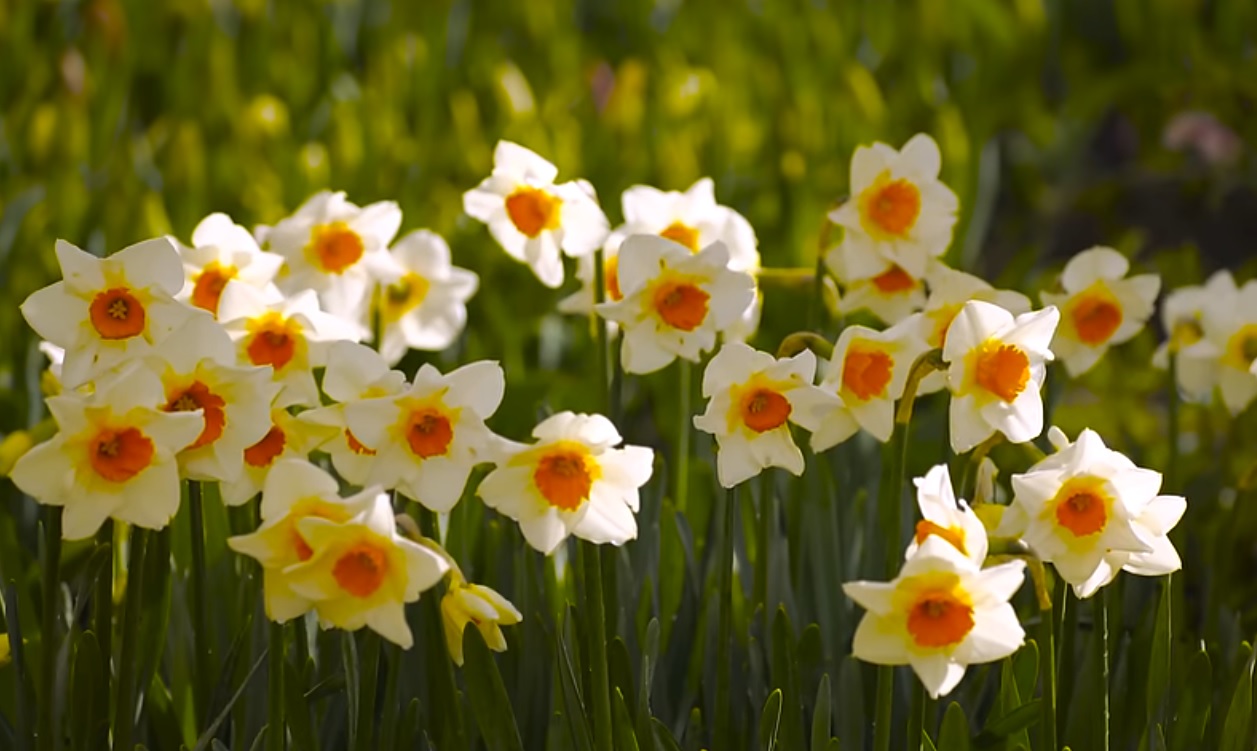 Alegerile anulează Festivalul Narciselor de la Vad - Radio Vacanța