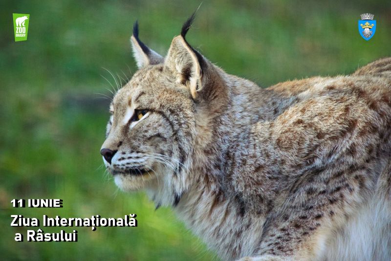 Ziua Internațională a Râsului va fi marcată la ZOO Brașov - Radio Vacanța