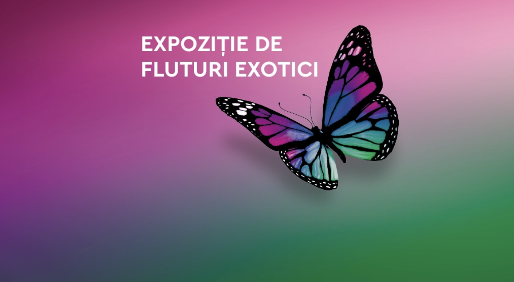 Expoziţie de fluturi exotici vii, la Muzeul Antipa - Radio Vacanța
