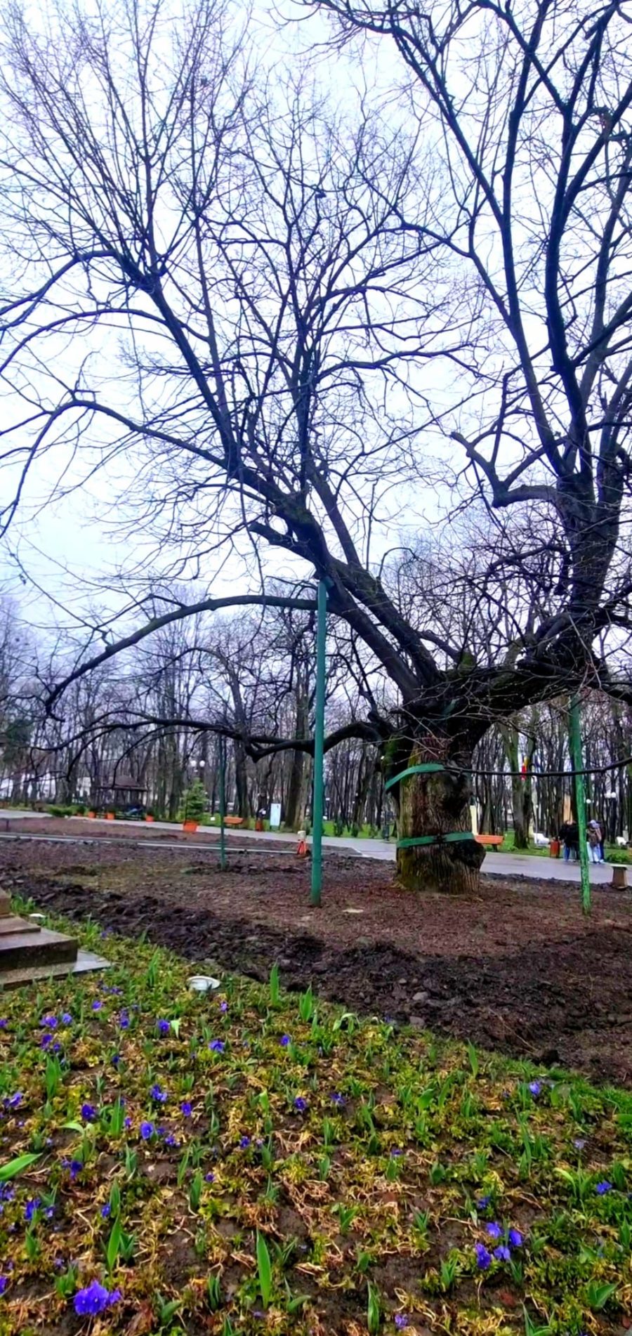 Teiul lui Mihai Eminescu, arborele monument care trăiește datorită unui ...