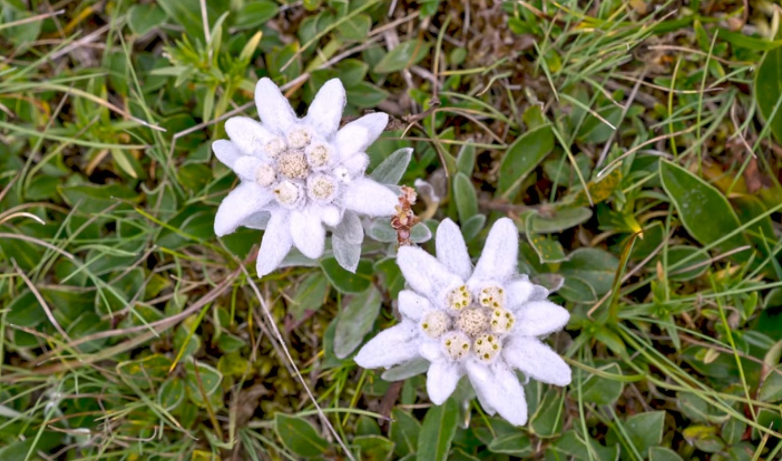 Floarea de colț, simbol al purității și al rezistenței montane - Radio ...