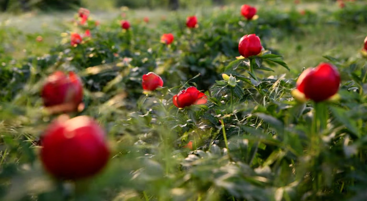 La pas, prin Dobrogea: Rezervația naturală de bujori din Munții ...