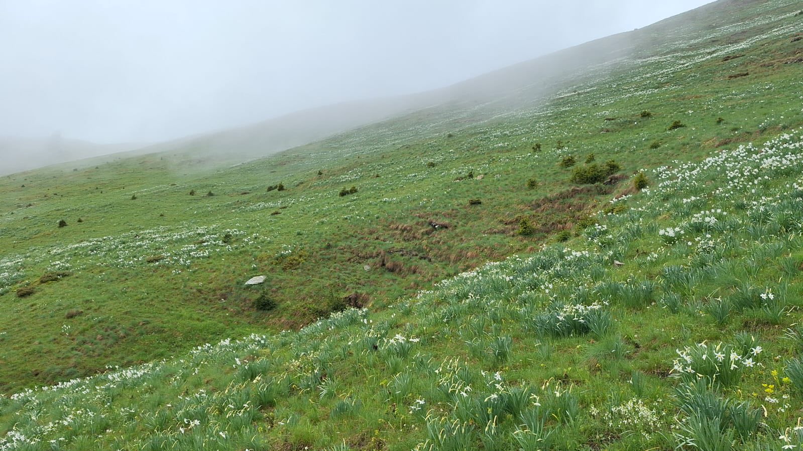 Au înflorit narcisele din Munţii Rodnei - Radio Vacanța