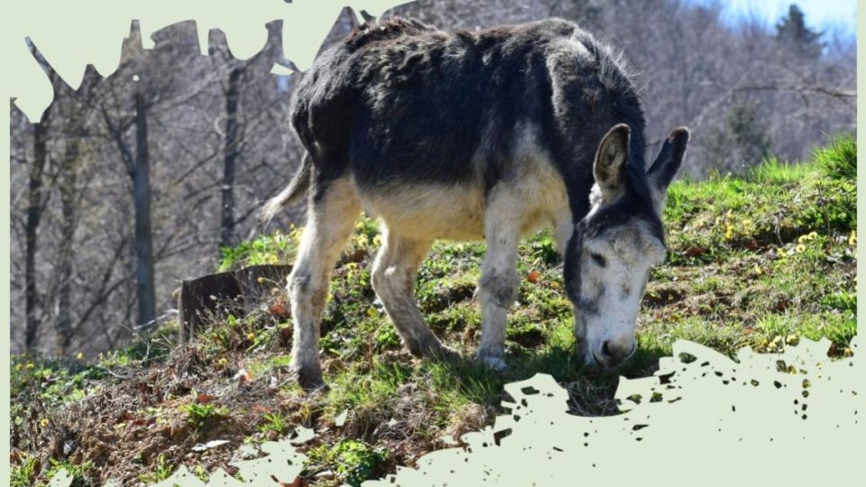 Ziua Mondială a Măgarului, marcată la Zoo Brașov - Radio Vacanța