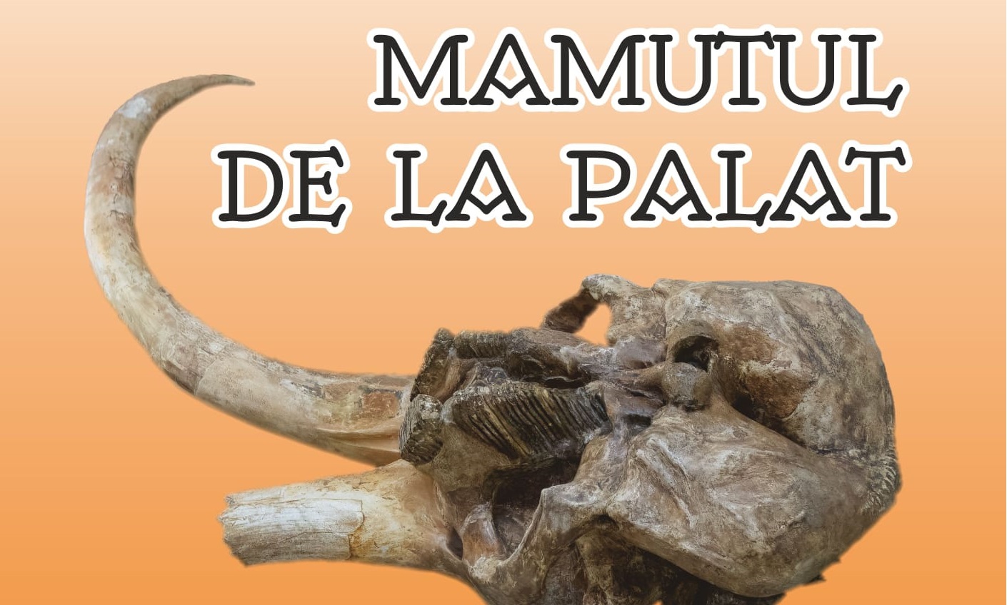 Singurul craniu de Mammuthus trogontherii din România, expus la Iași ...