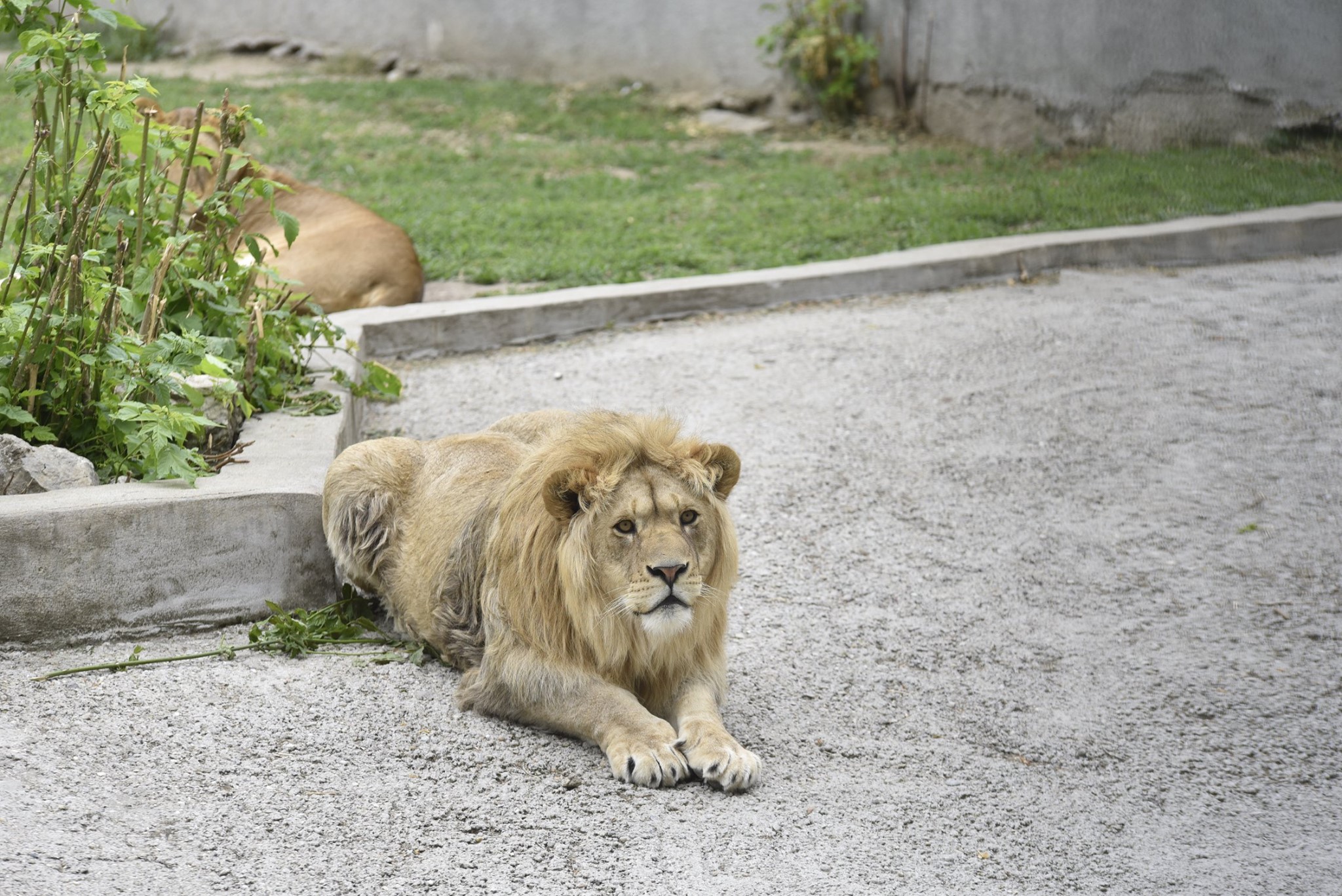 Grădina Zoologică din Craiova intră în reamenajare și donează animale ...