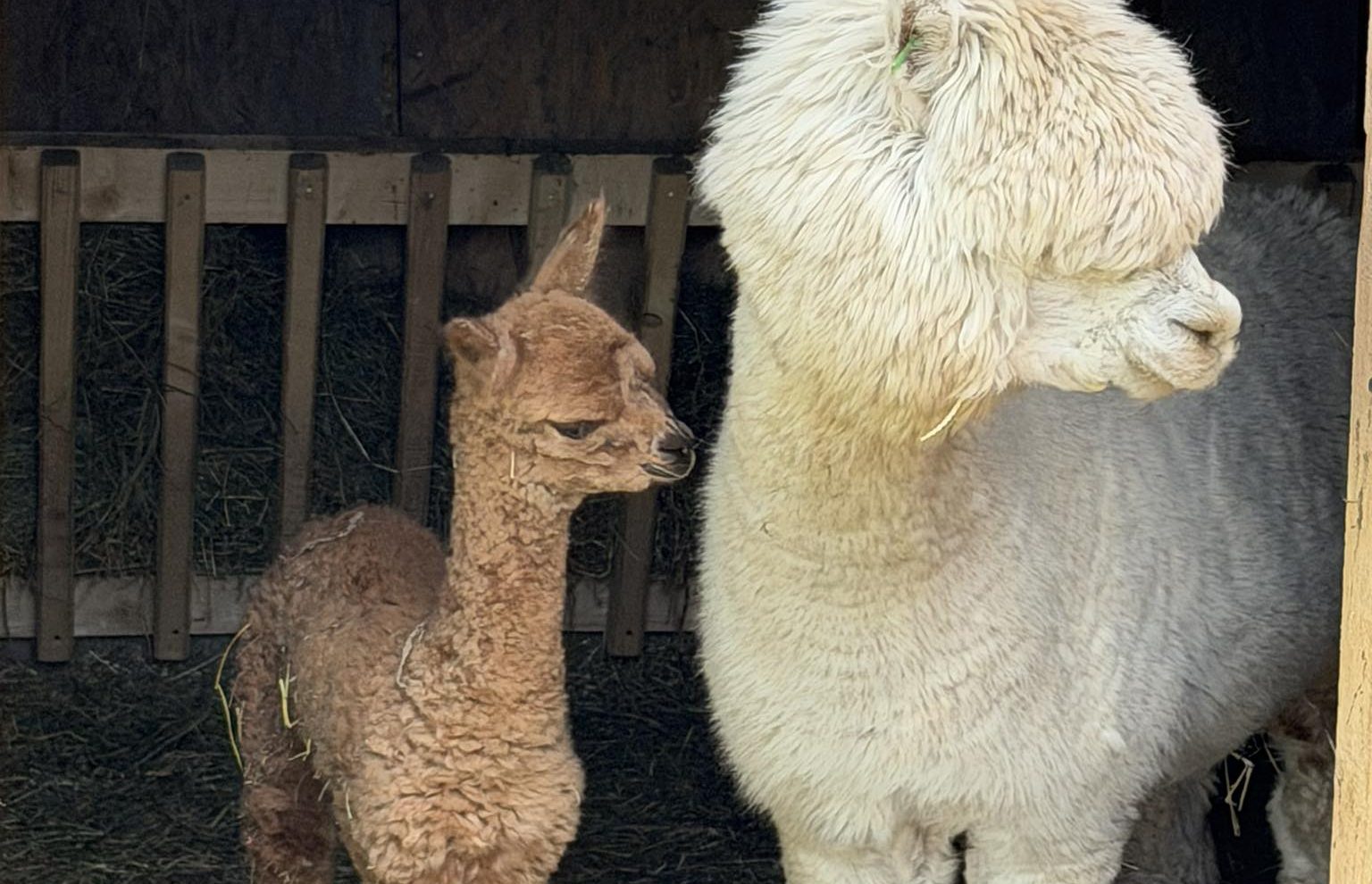Un pui de alpaca s-a născut în Parcul „Nicolae Romanescu” din Craiova ...